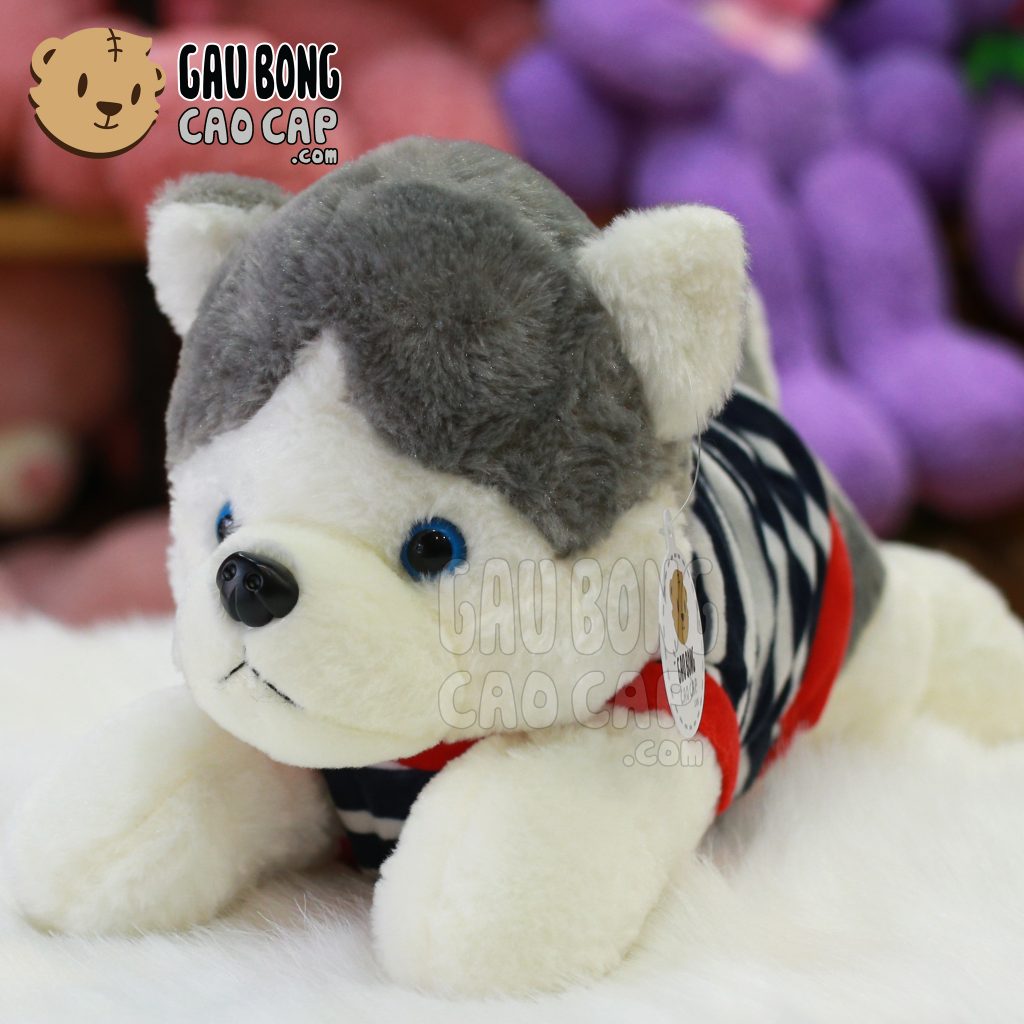 Chó bông Husky mặc áo thun - Shop Chó Husky - gaubongcaocap.com